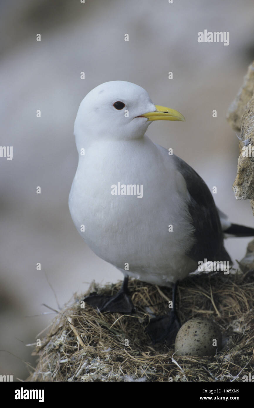 3 toe gull, Rissa tridactyla, nest, egg Stock Photo - Alamy