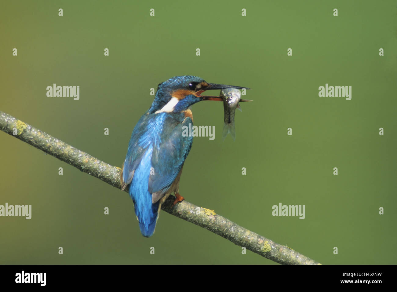 Kingfisher, Alcedo atthis, branch, fish, sit Stock Photo - Alamy