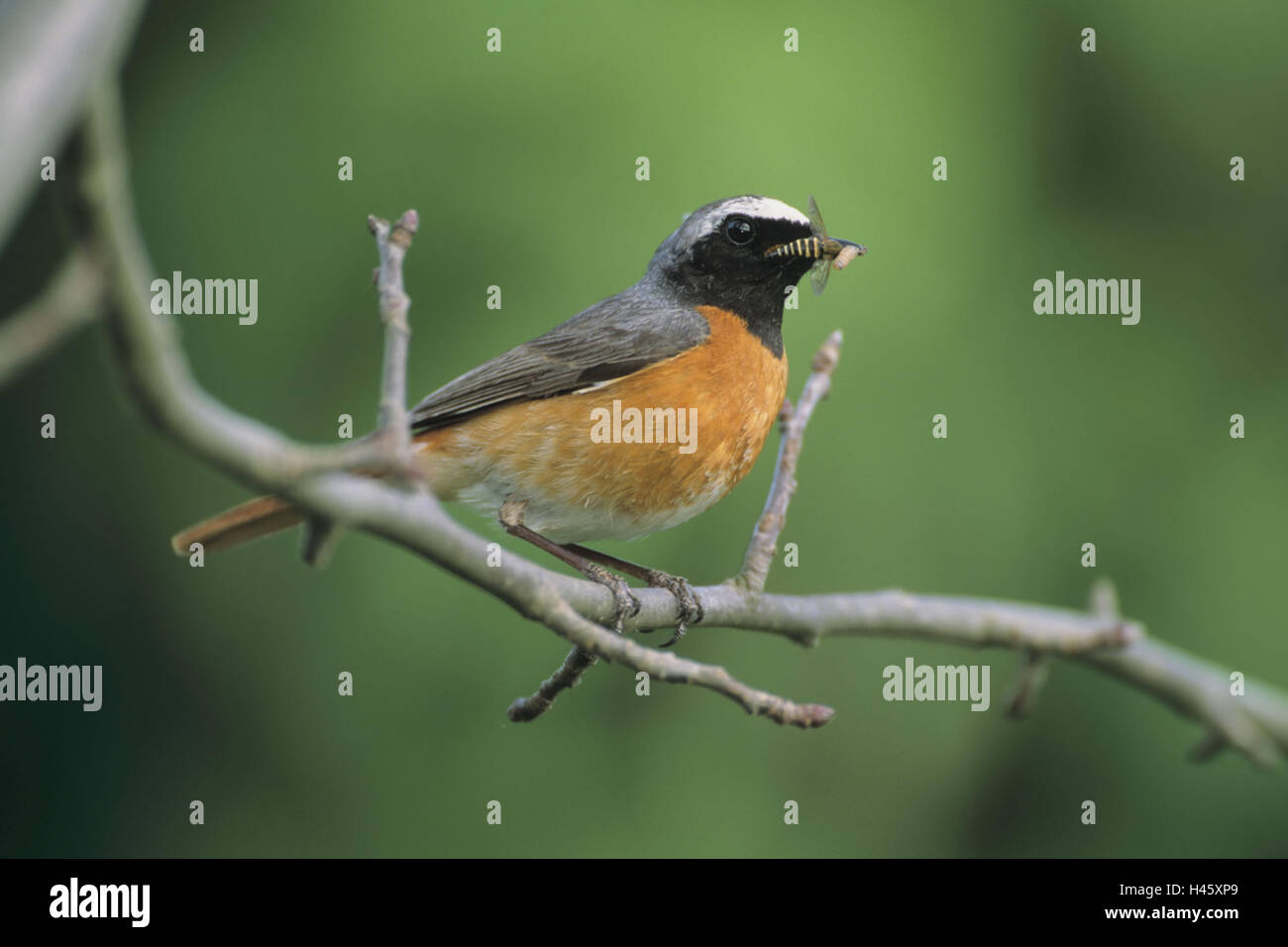 Tree man with red birds hi-res stock photography and images - Alamy