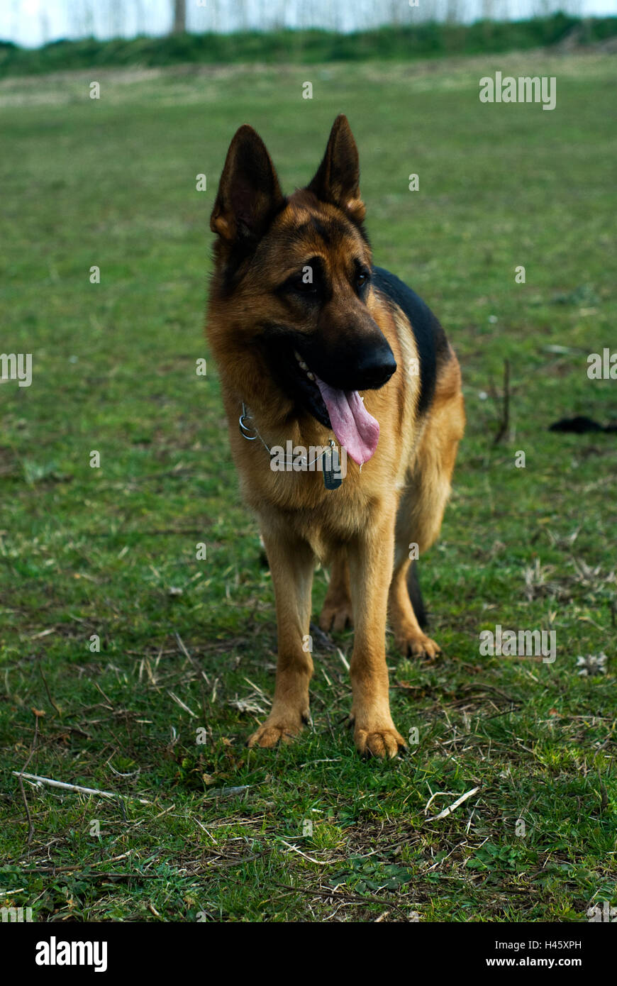 German shepards hi-res stock photography and images - Alamy