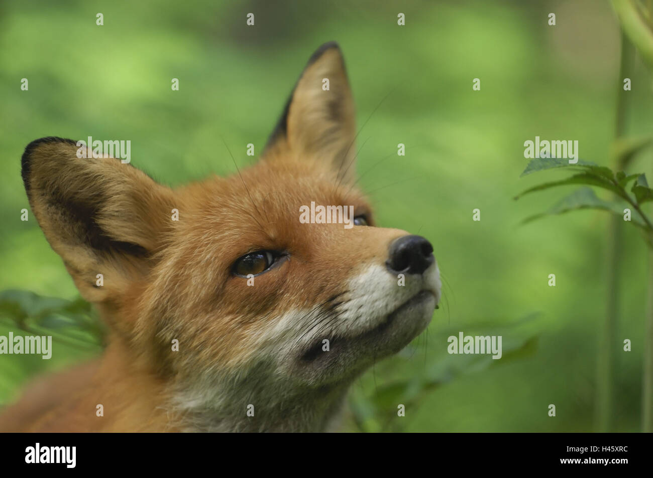 Red fox, Vulpes vulpes, portrait, Finland Stock Photo - Alamy