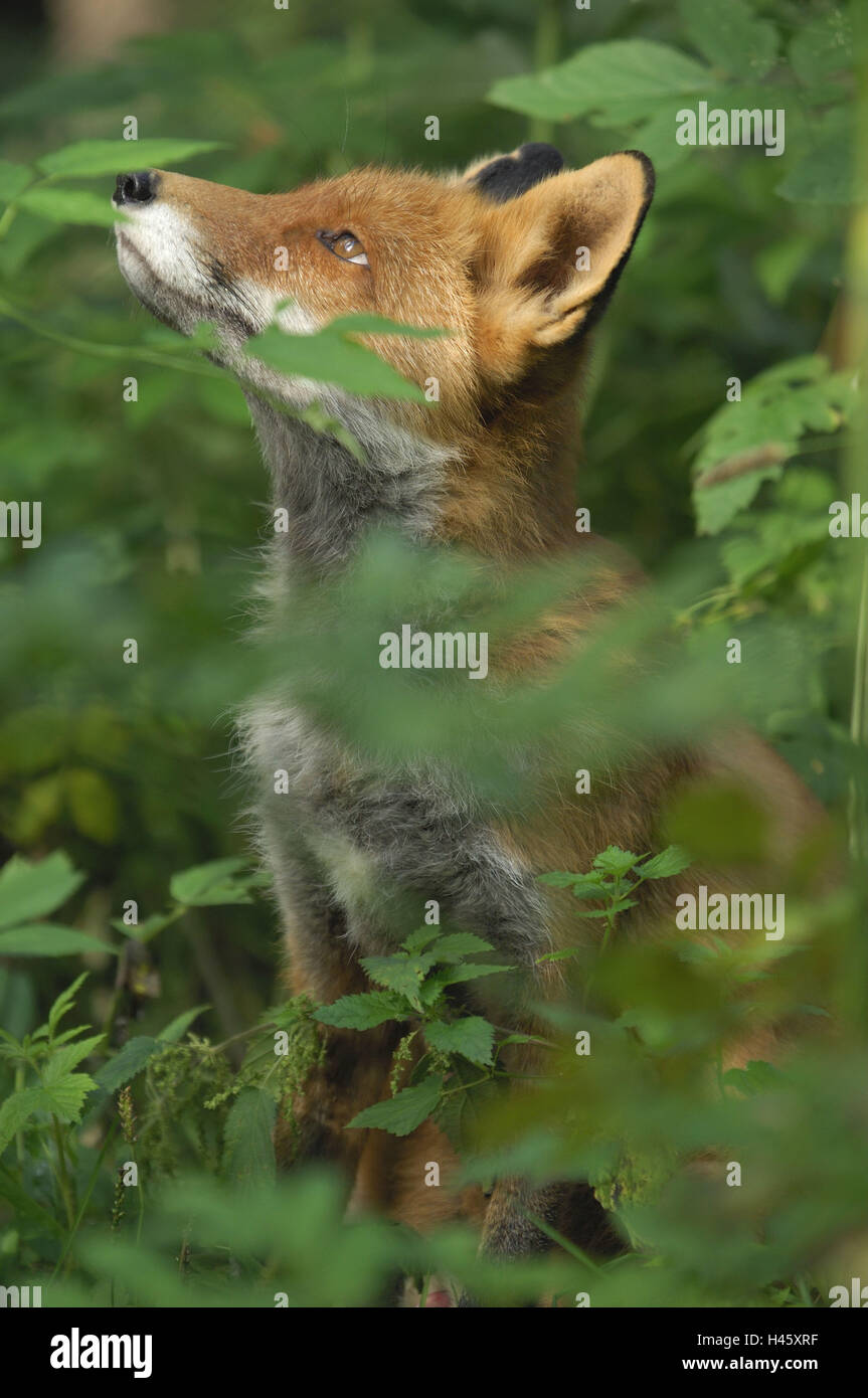 Red fox, Vulpes vulpes, thicket, sit, Finland Stock Photo - Alamy