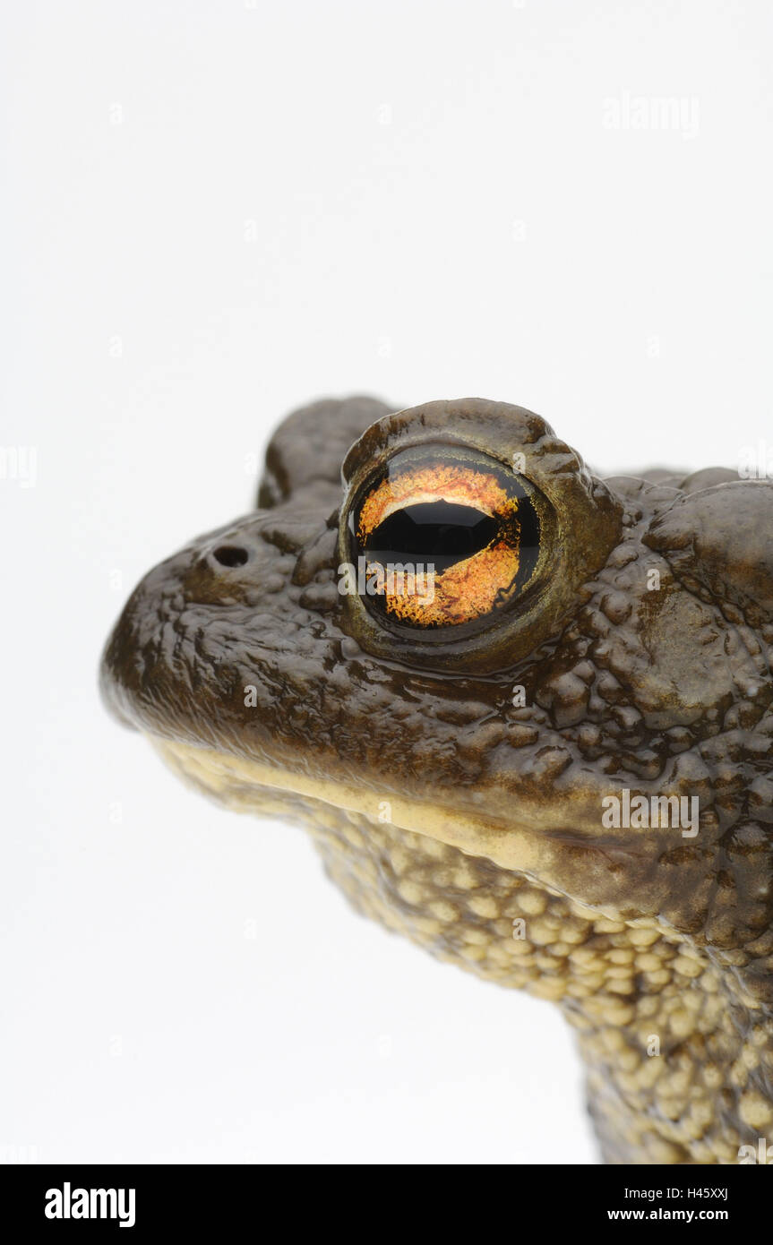 Toad side view hi-res stock photography and images - Alamy