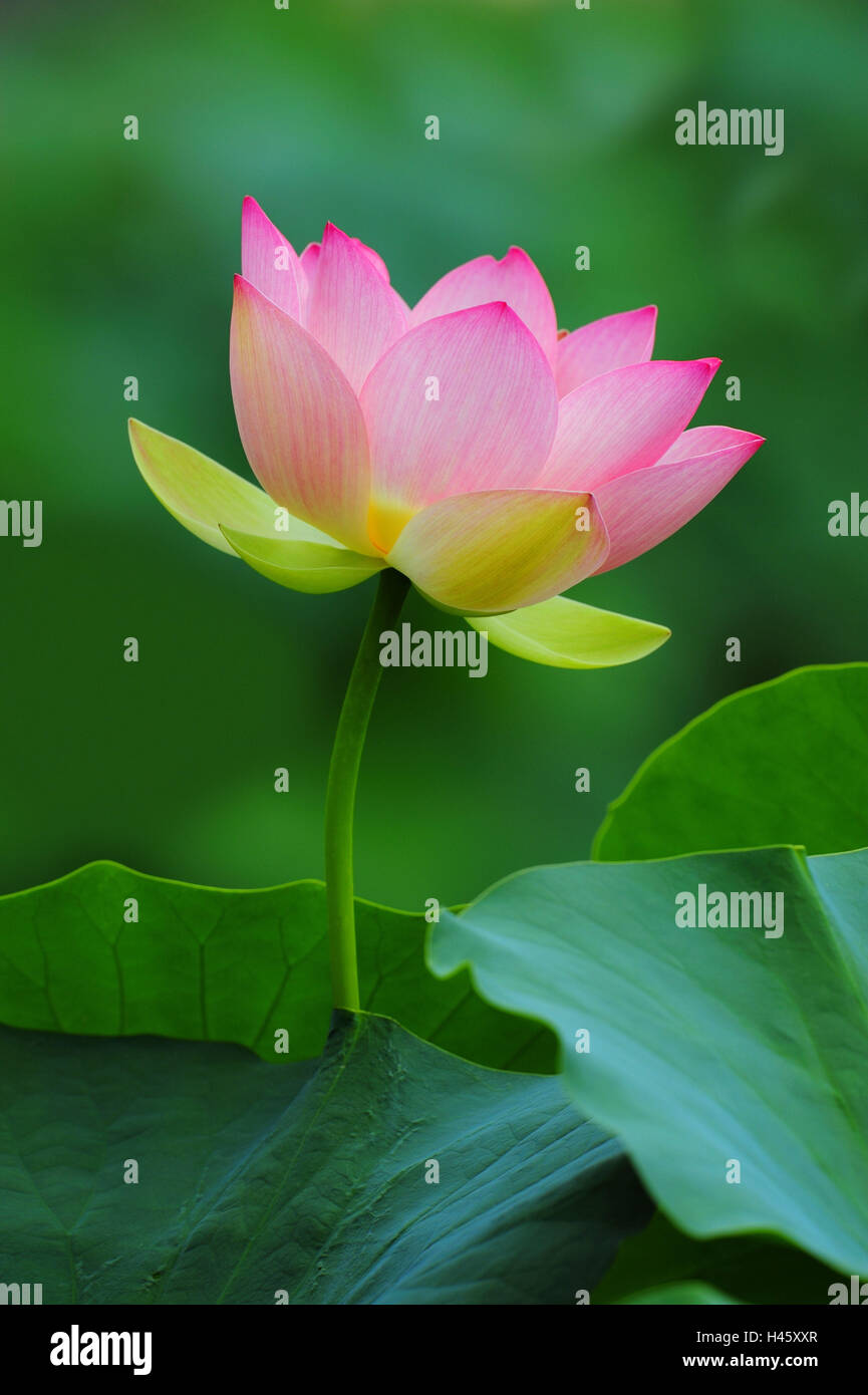 Indian lotus, Nelumbo nucifera Stock Photo - Alamy
