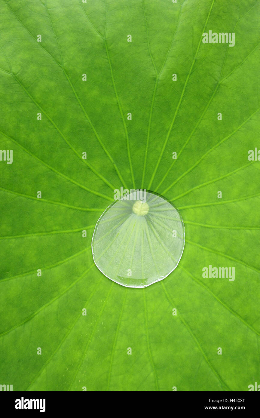 Indian lotus leaves, Nelumbo nucifera, drops of water, close up Stock ...