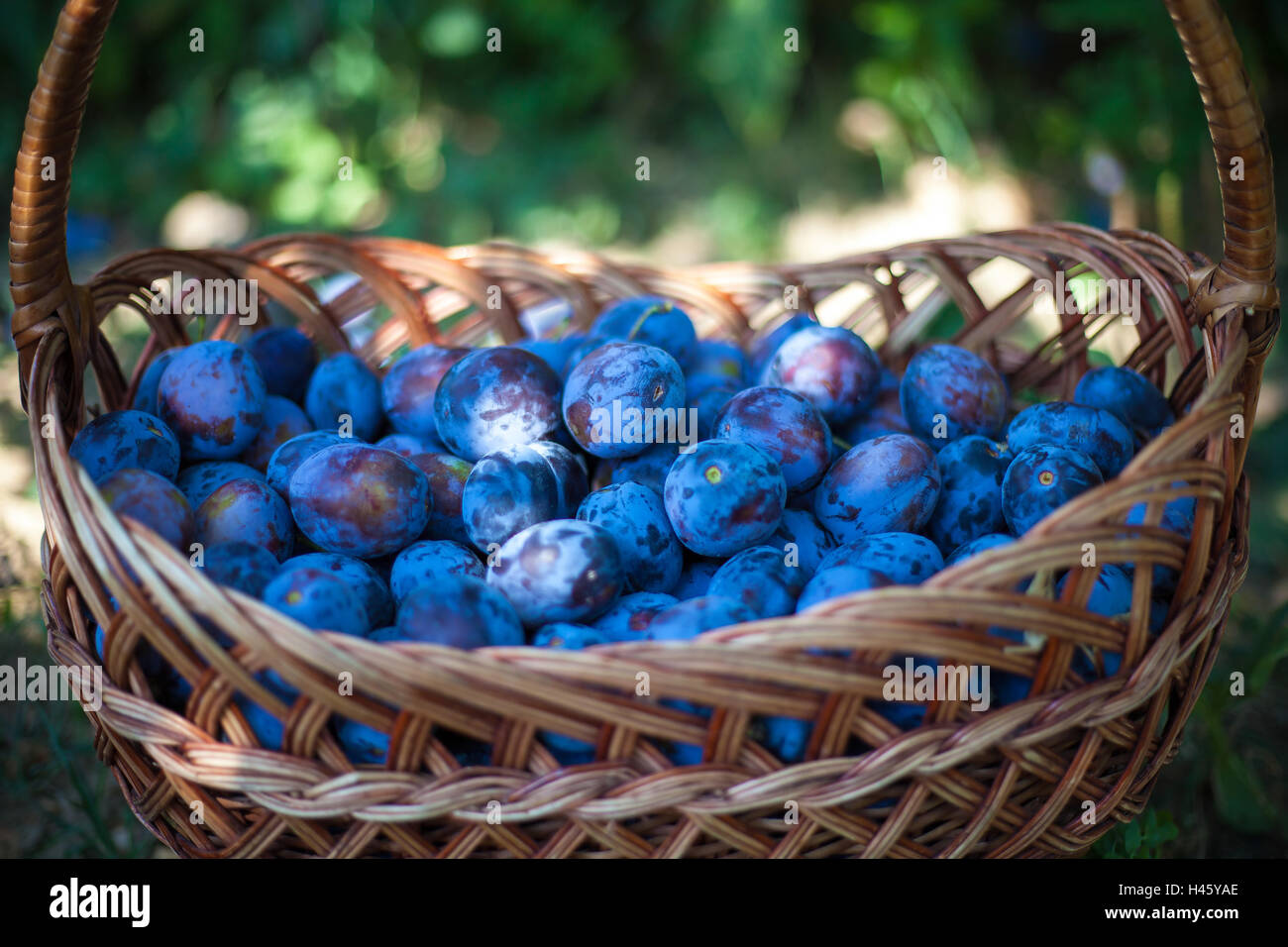 Blue plums hi-res stock photography and images - Alamy