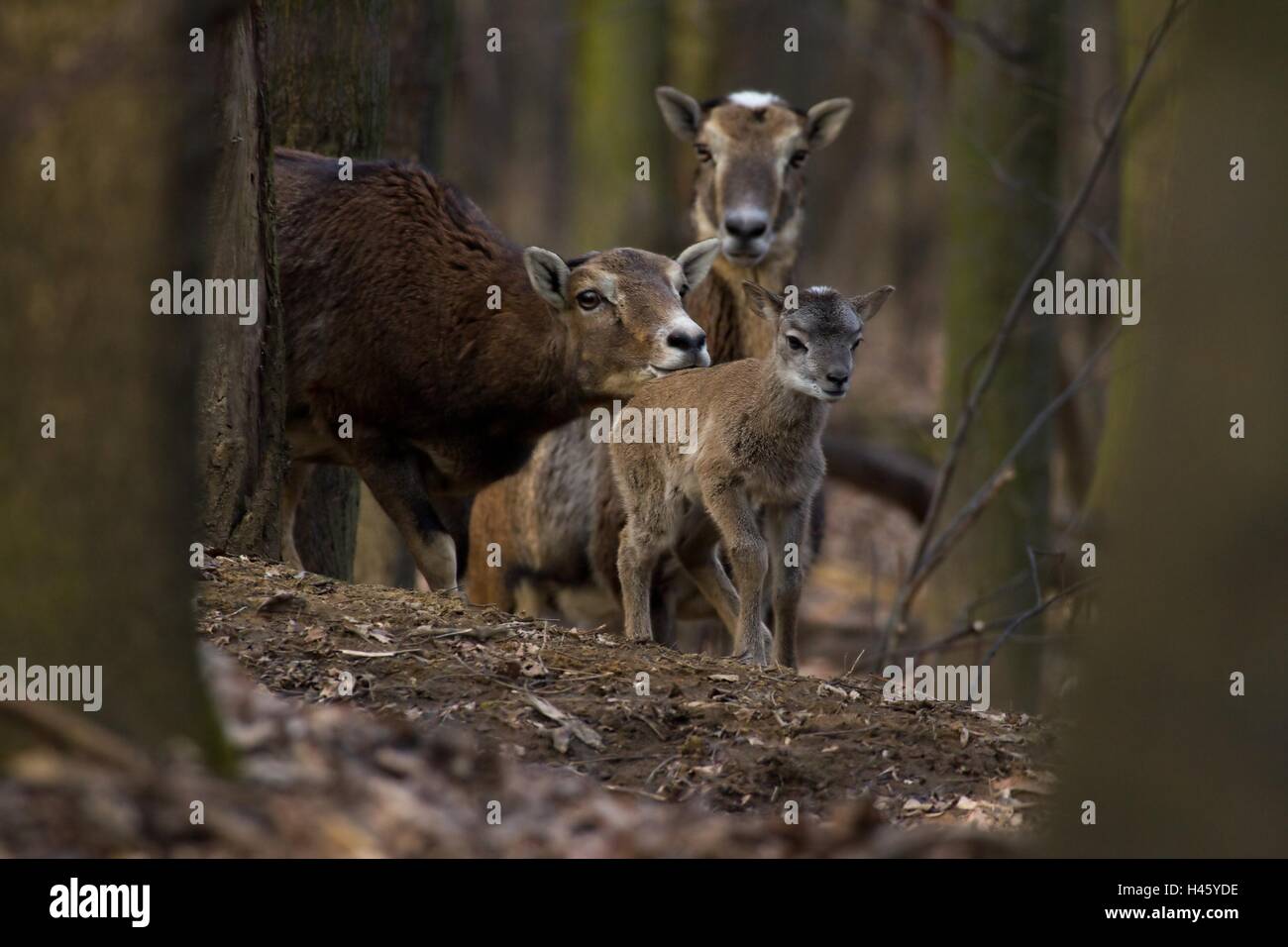 Mouflon Female Male High Resolution Stock Photography and Images - Alamy