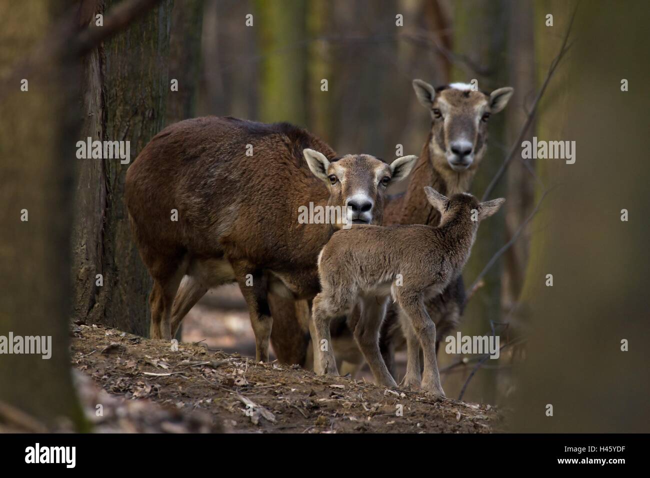 Mouflon female male hi-res stock photography and images - Alamy