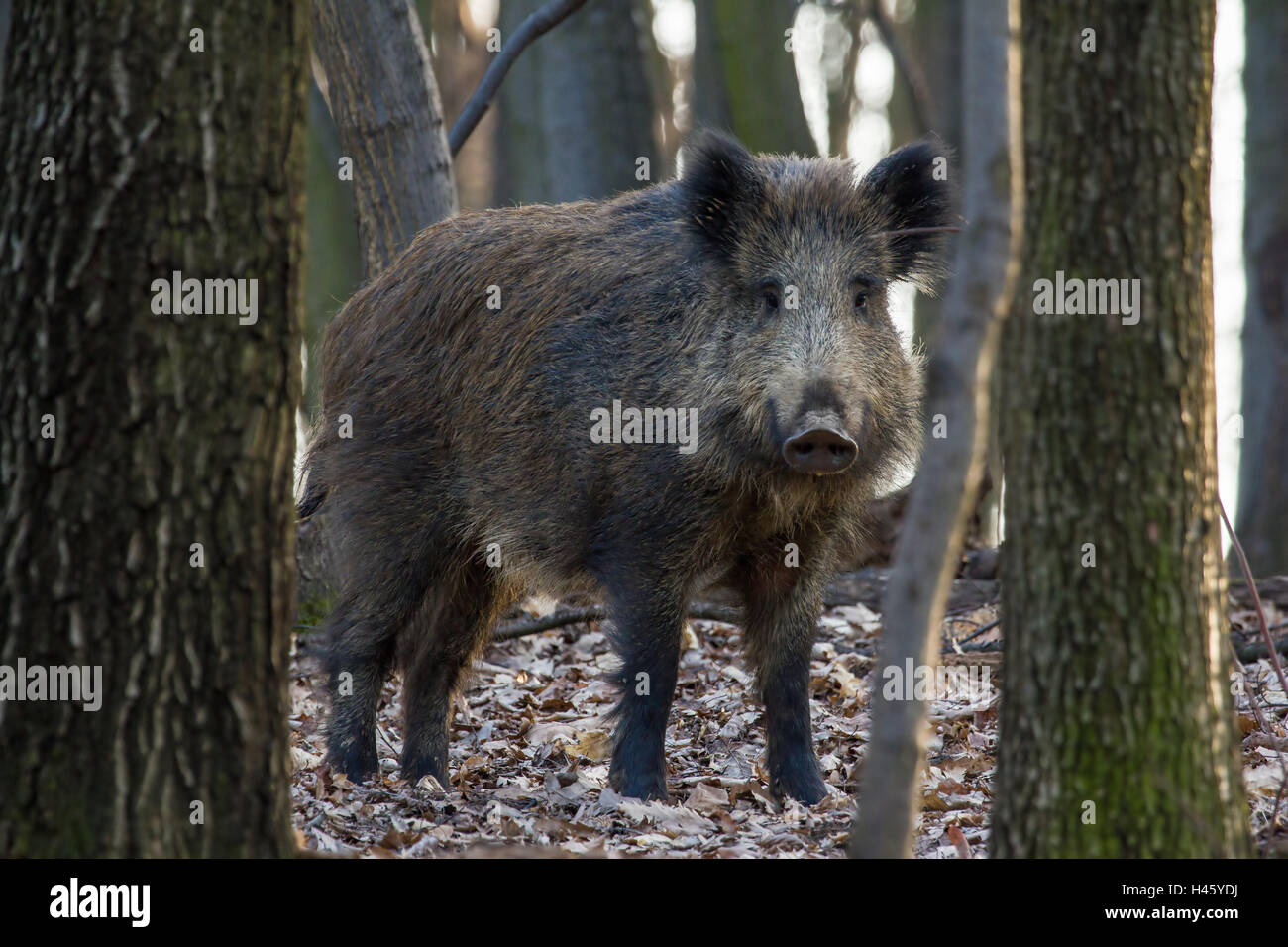 Wild pig in the forest Stock Photo - Alamy