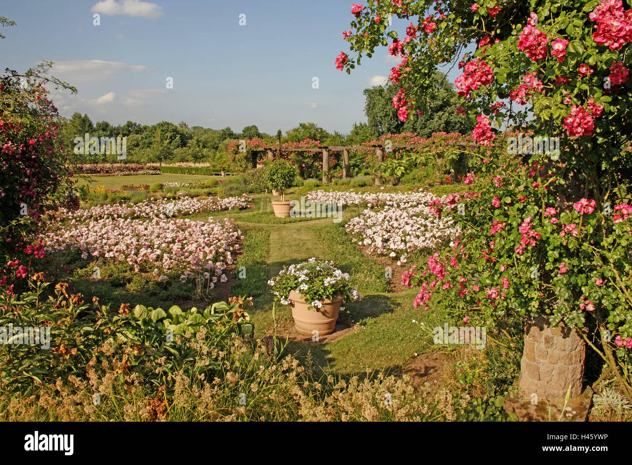 Rose height hi-res stock photography and images - Alamy