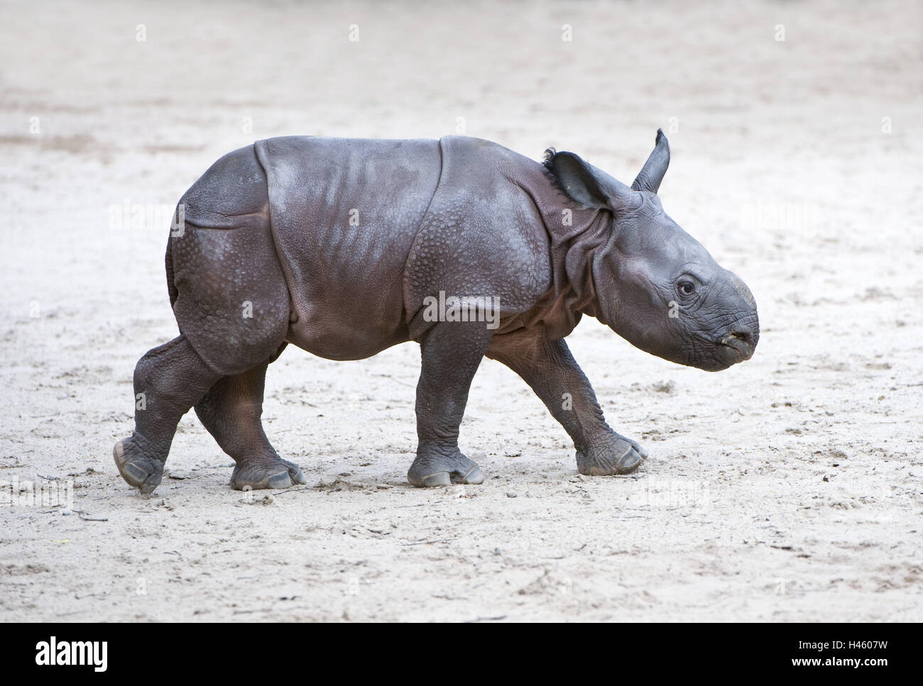 Armoured rhinoceros, Rhinoceros unicornis, young animal, profile, side ...