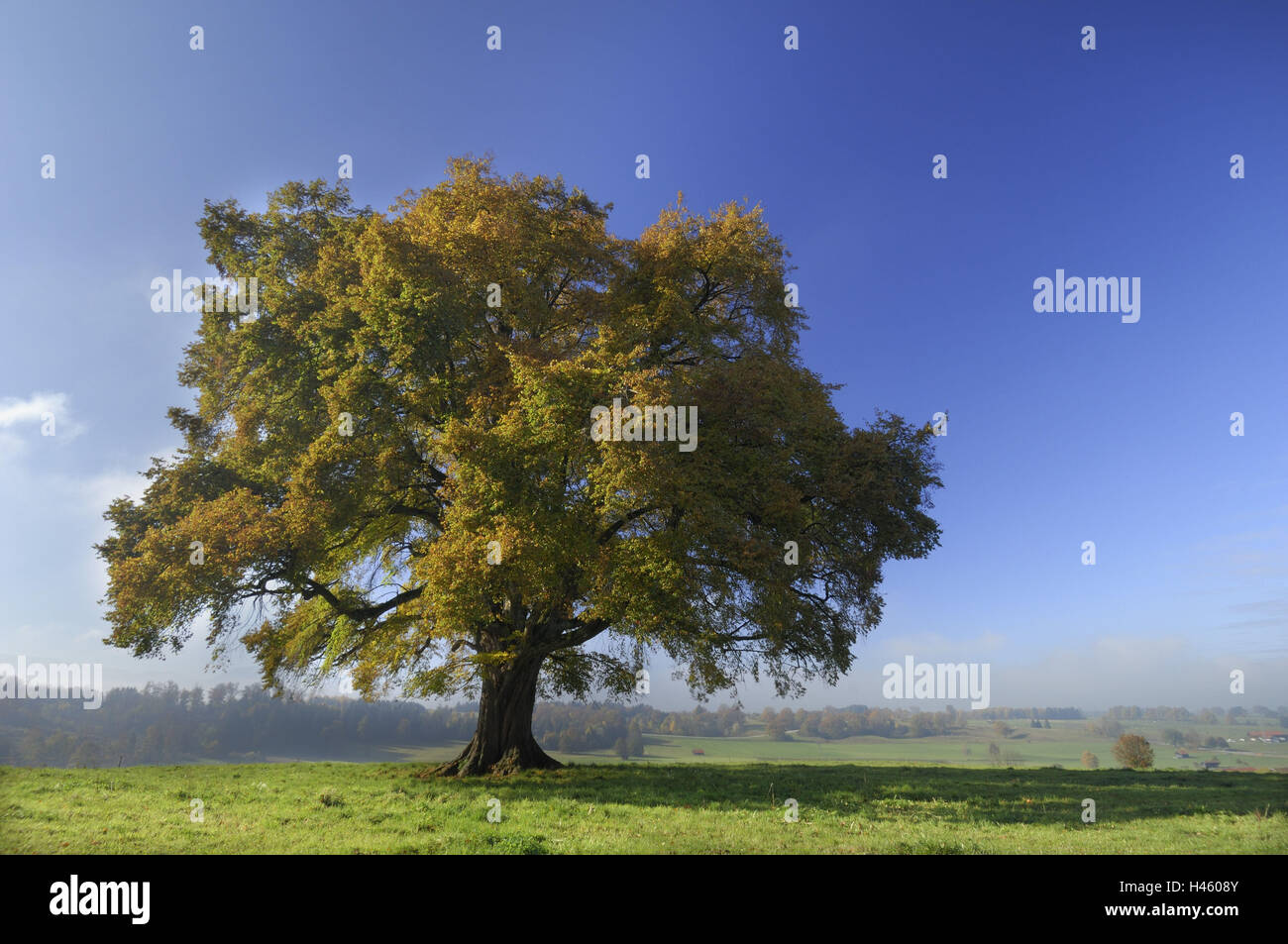 Lime-tree, Tilia platyphyllos, unmarked, meadow, autumn Stock Photo - Alamy