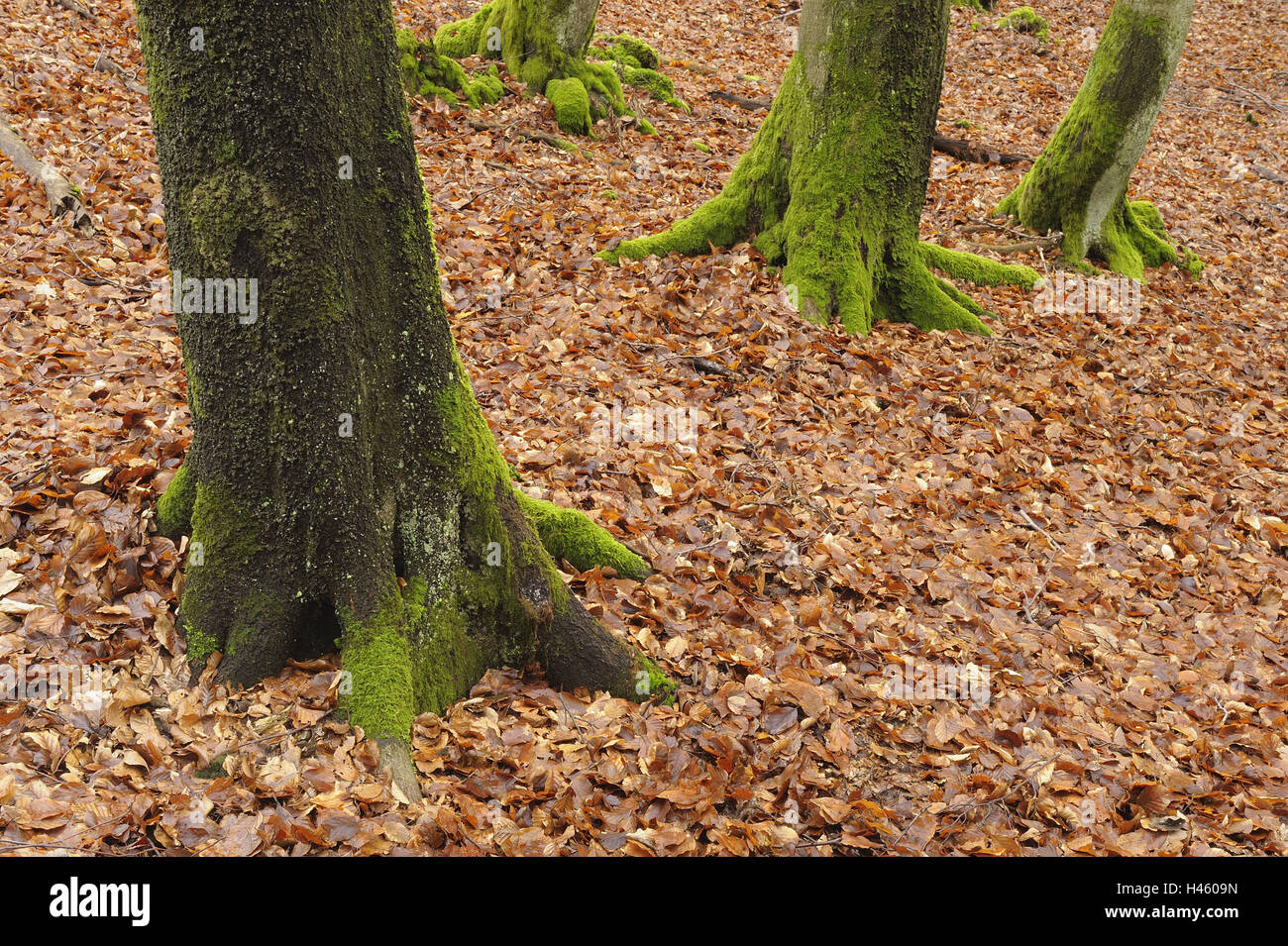Wood, autumn, beech trees, Fagus sylvatica, forest floor Stock Photo ...