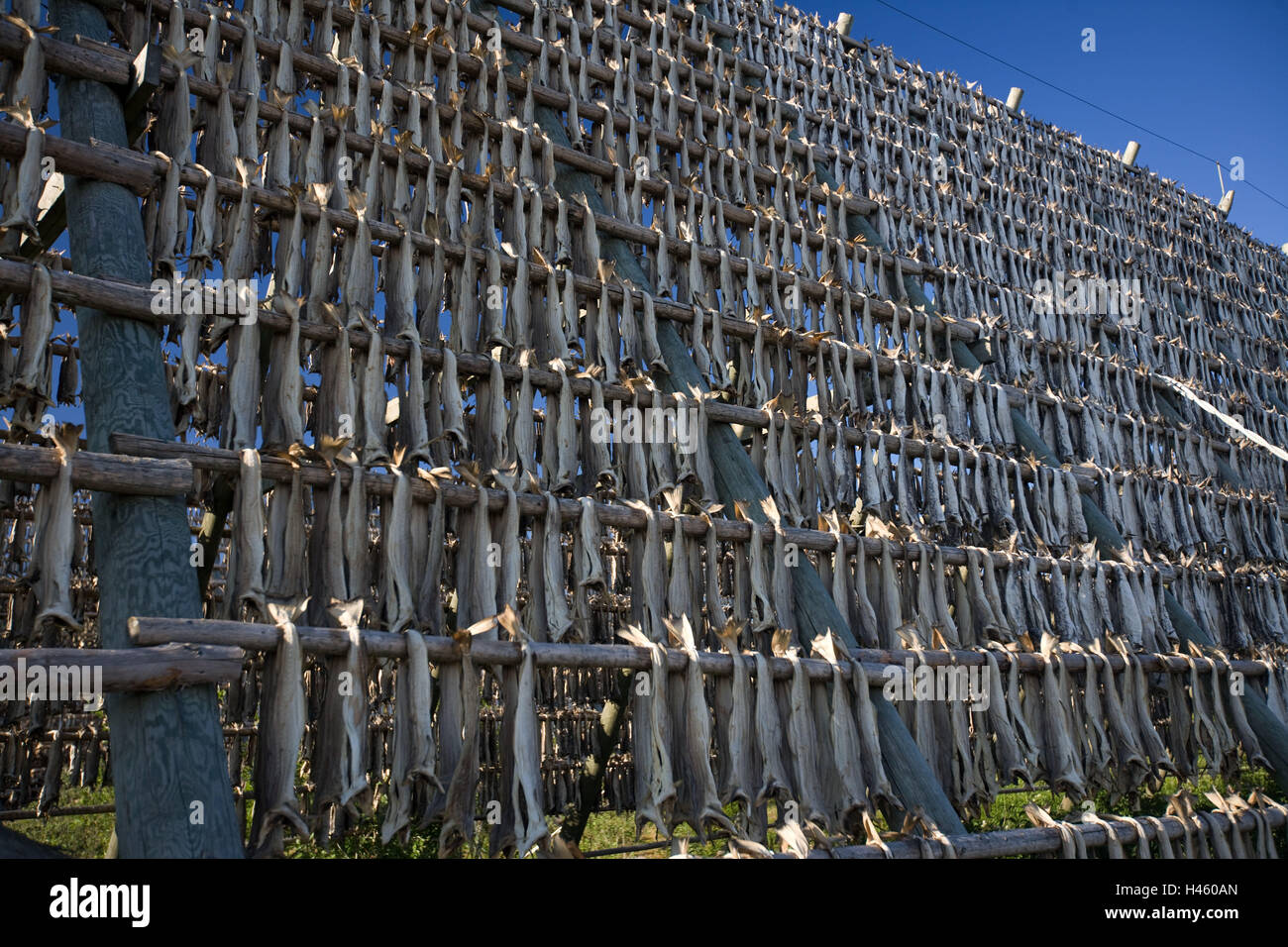 Fish scaffolding hi-res stock photography and images - Alamy