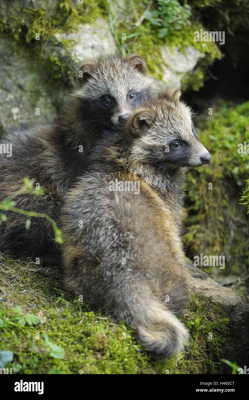 Marten's dogs, Enok, Nyctereutes procyonoides, young animals, puppies ...