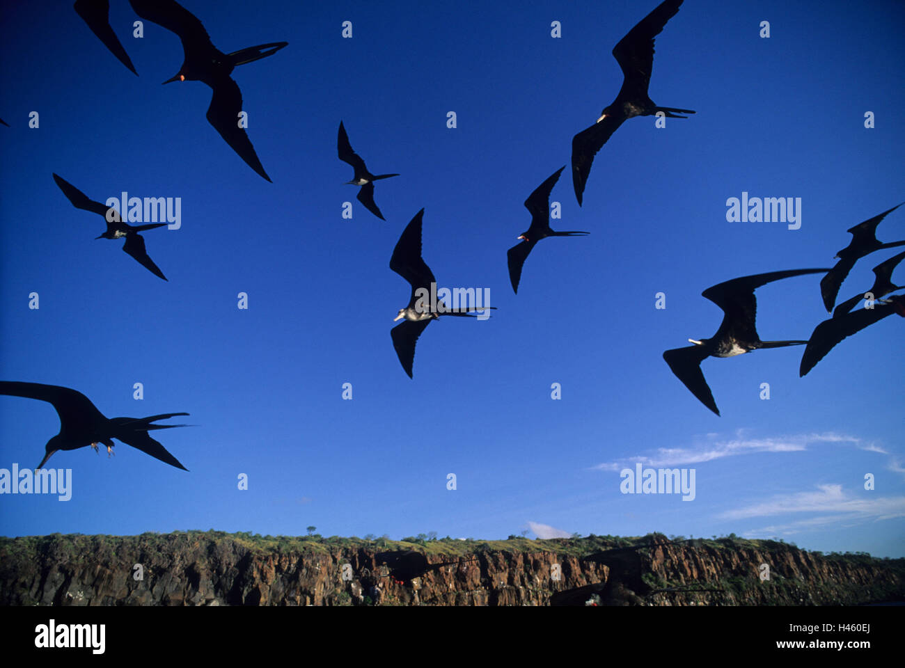 Fregata spec hi-res stock photography and images - Alamy