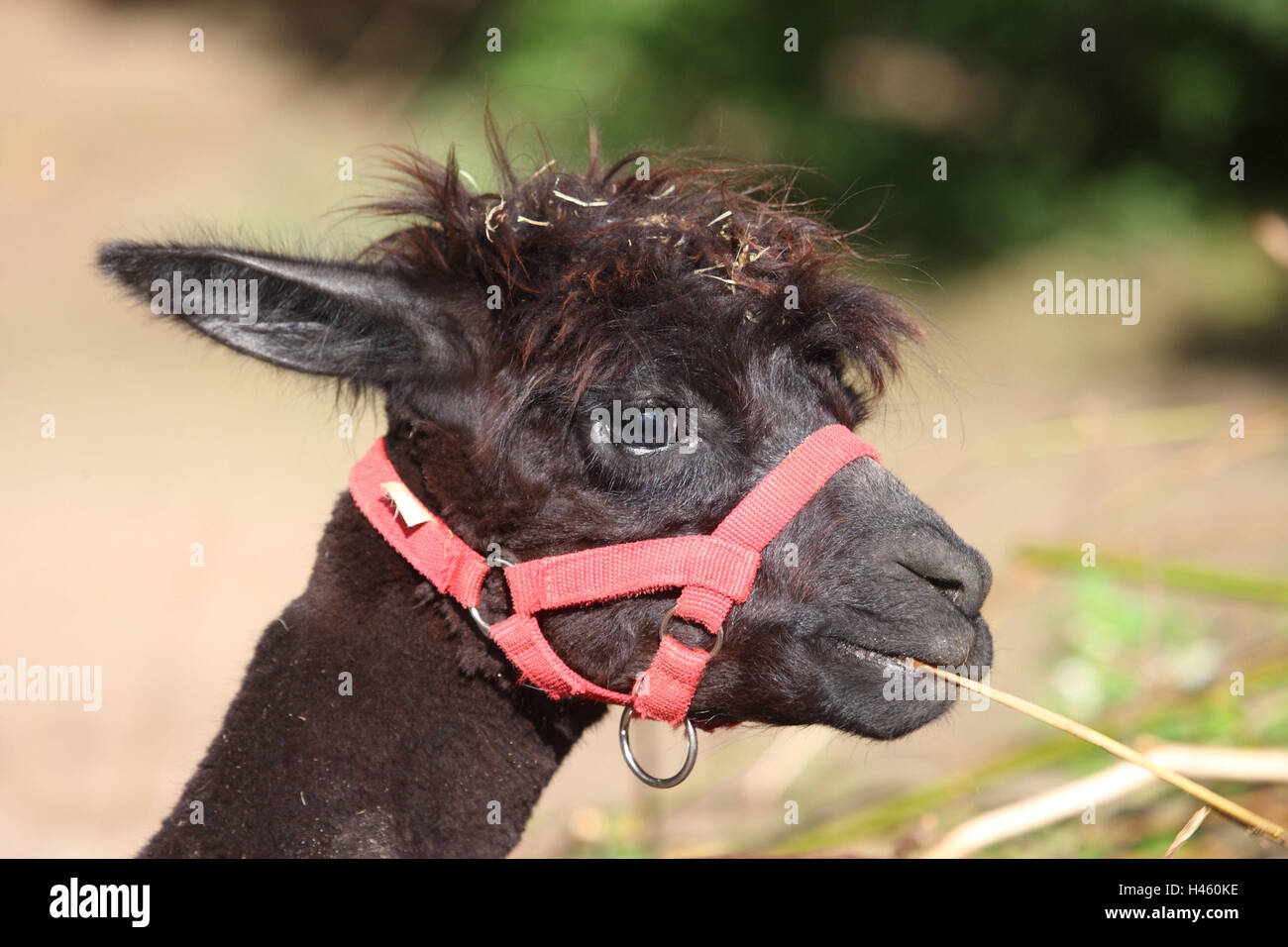 Black alpaca hi-res stock photography and images - Alamy