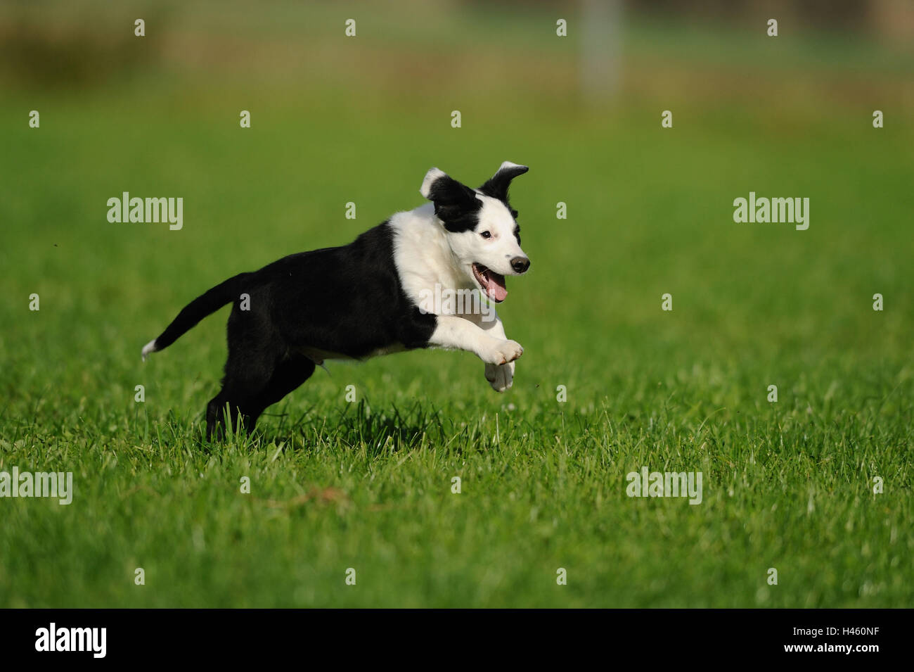 Of Border collie, puppy, run, side view Stock Photo - Alamy
