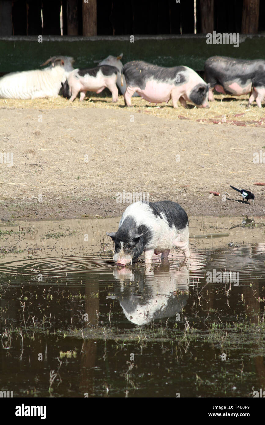 pig drink water farm scene Stock Photo - Alamy