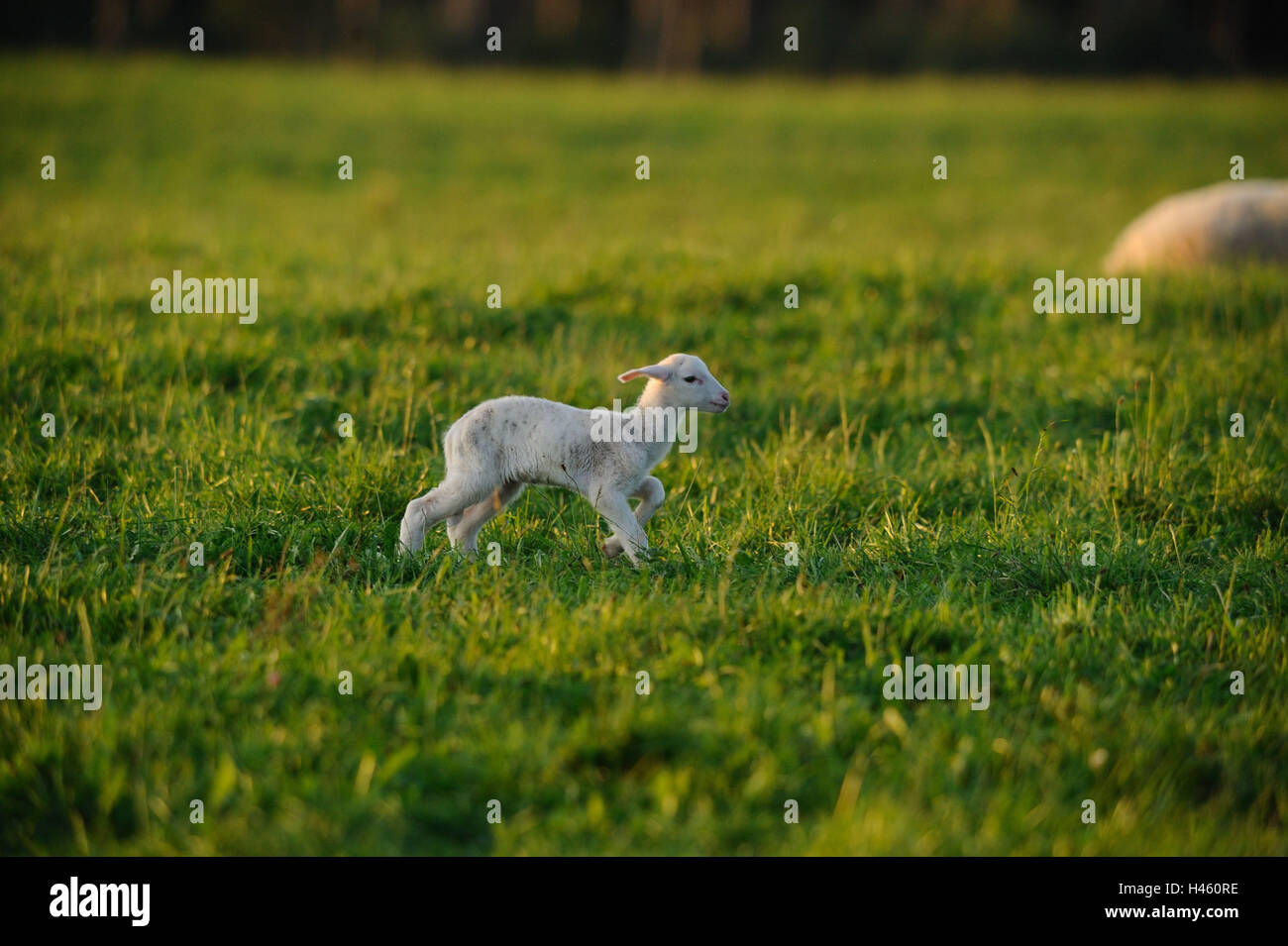 Domestic sheep, Ovis orientalis aries, lamb, side view, walking ...