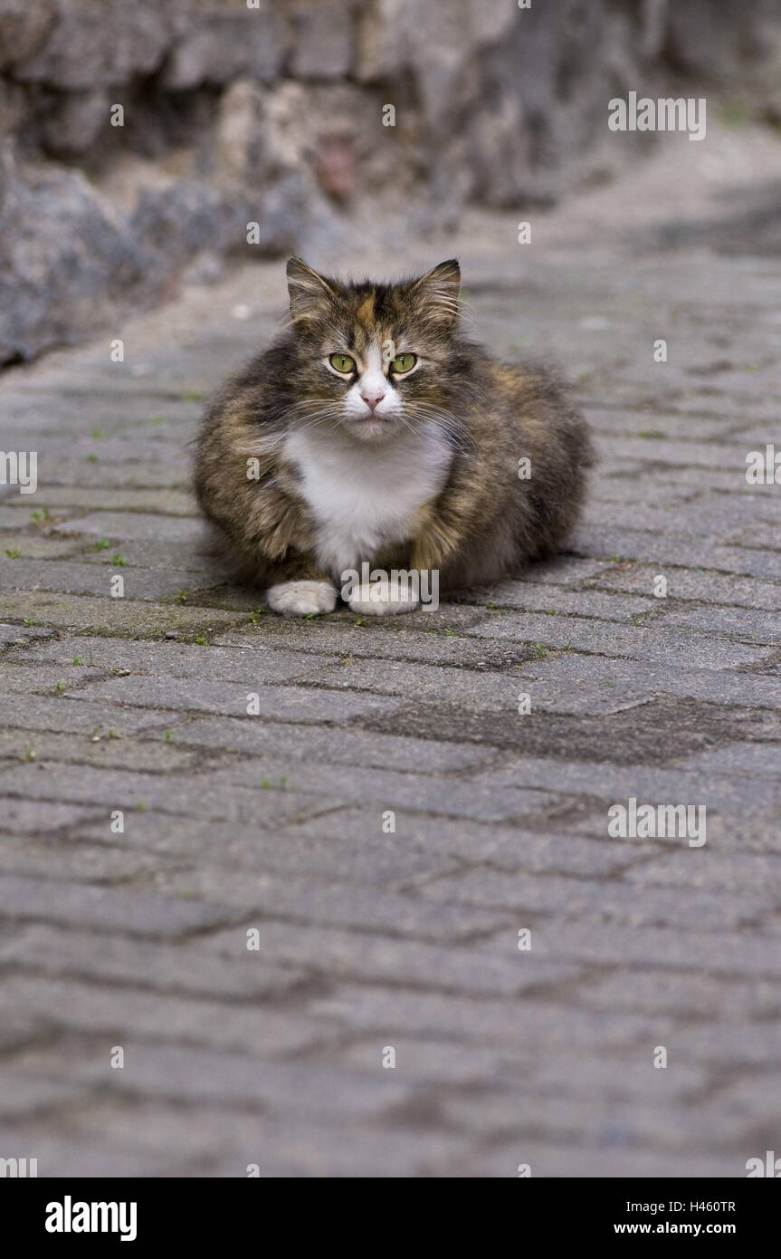 Backyard, cat, sit Stock Photo - Alamy