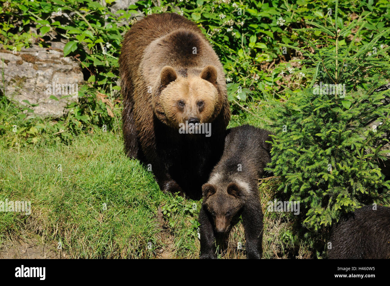 Brown bears, Ursus arctos, nut with young animal, head-on, stand, shore ...