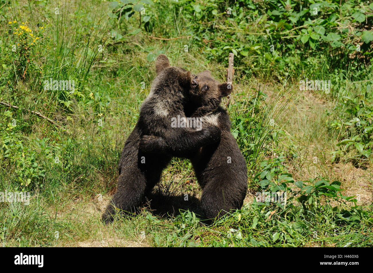 Bear standing on two legs hi-res stock photography and images - Alamy