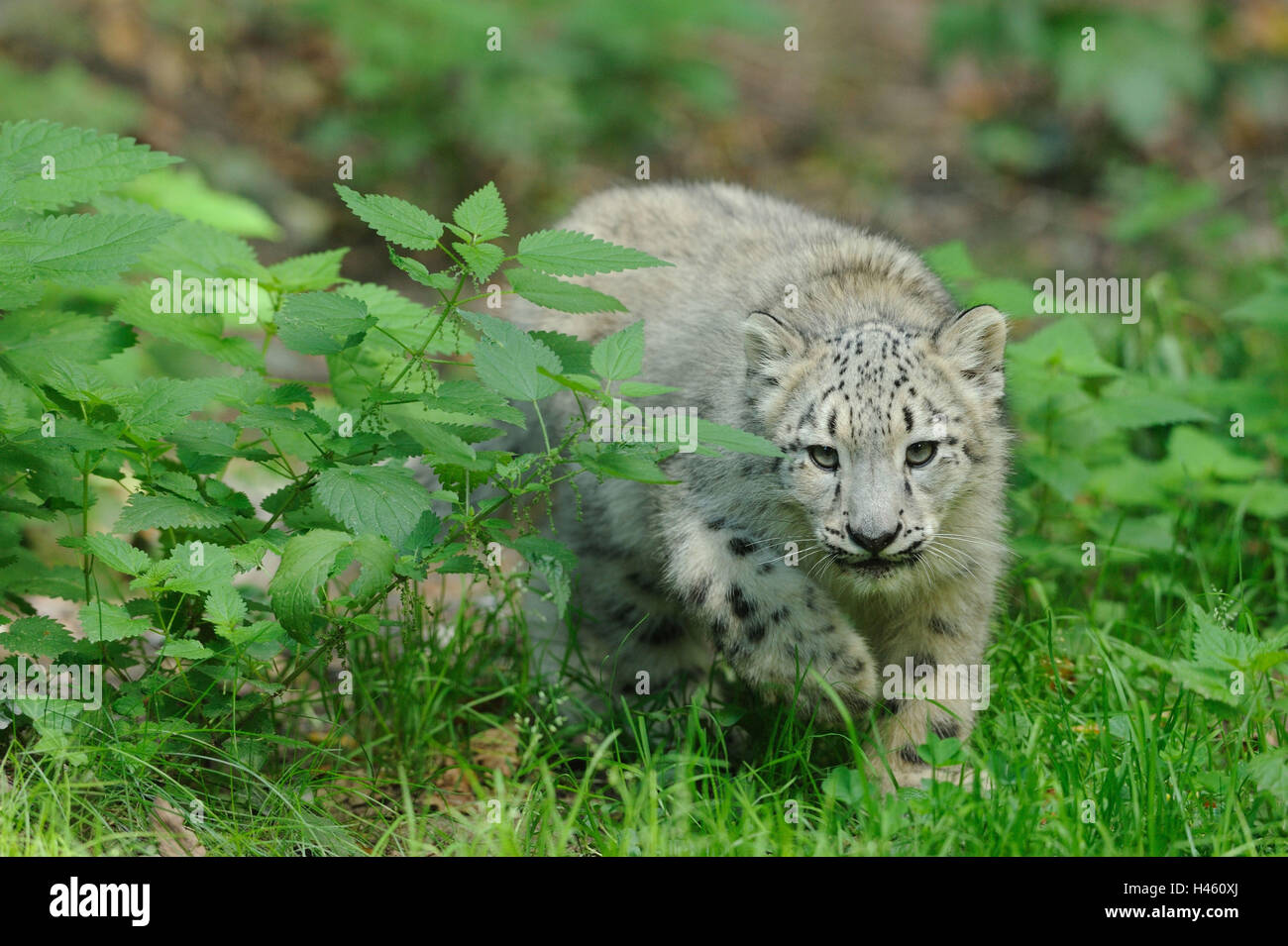 Sneak social hi-res stock photography and images - Alamy