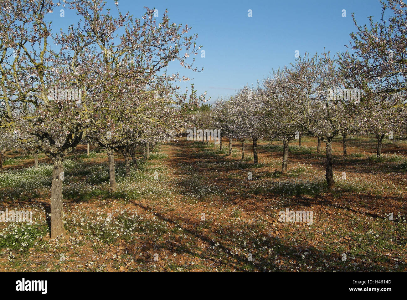 Spain, the Balearic Islands, Majorca, Santanyi, almond trees, blossom ...