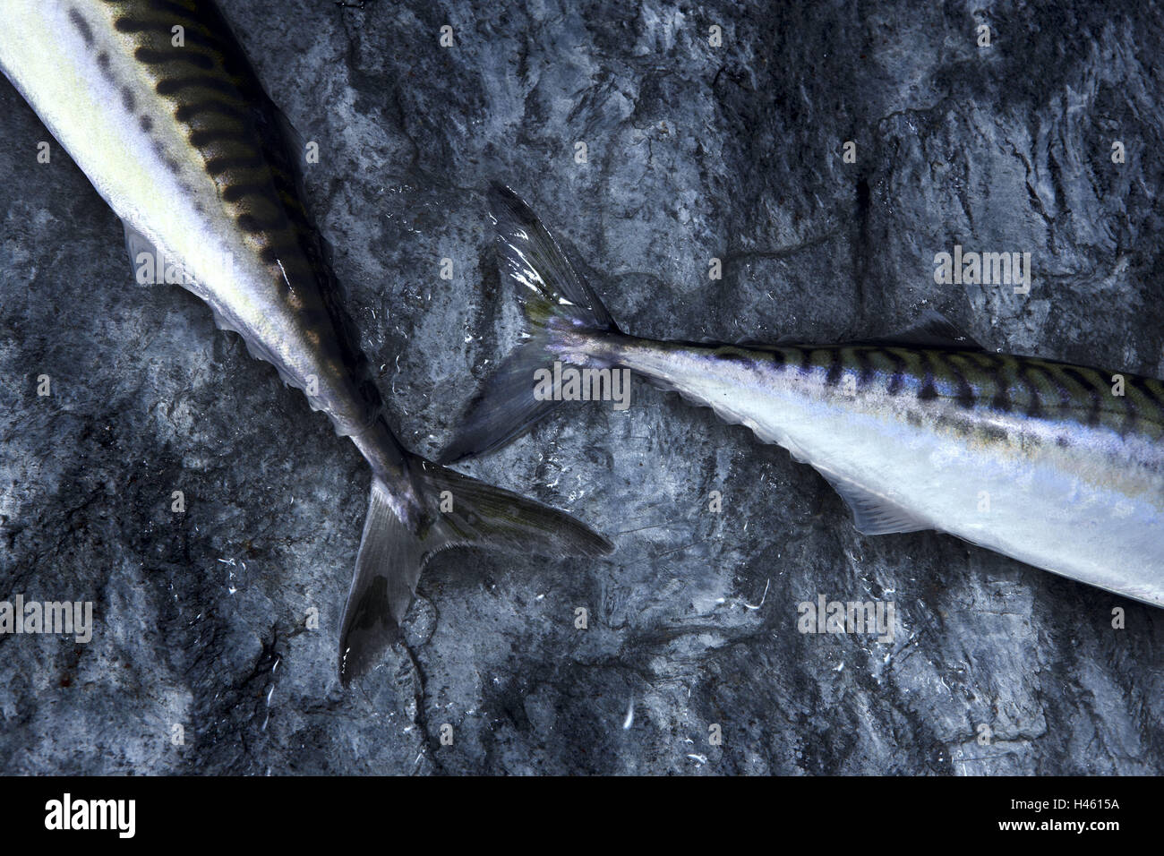 Stone fins hi-res stock photography and images - Alamy