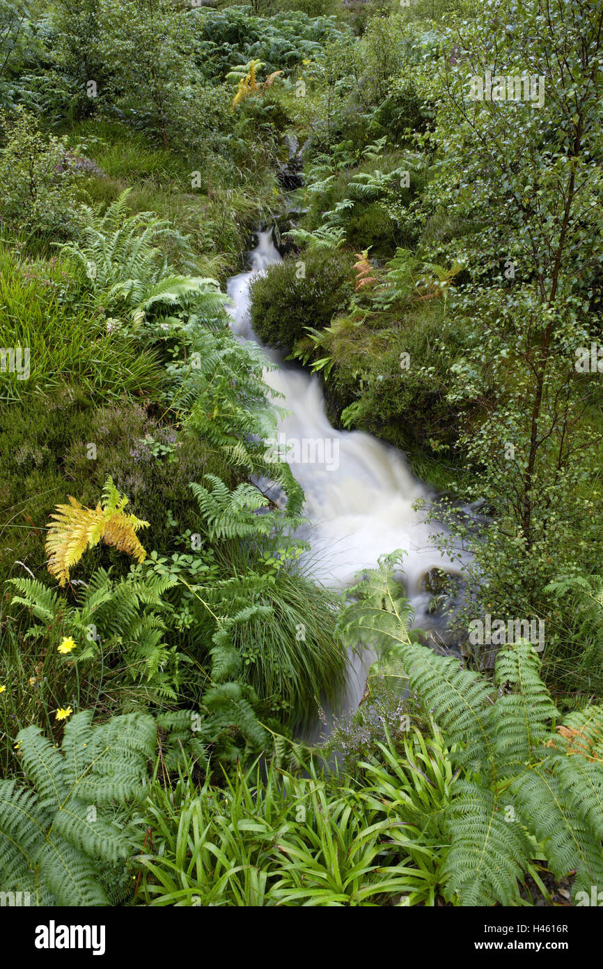 Stream course, plants, nature, Scotland, Great Britain, the north ...
