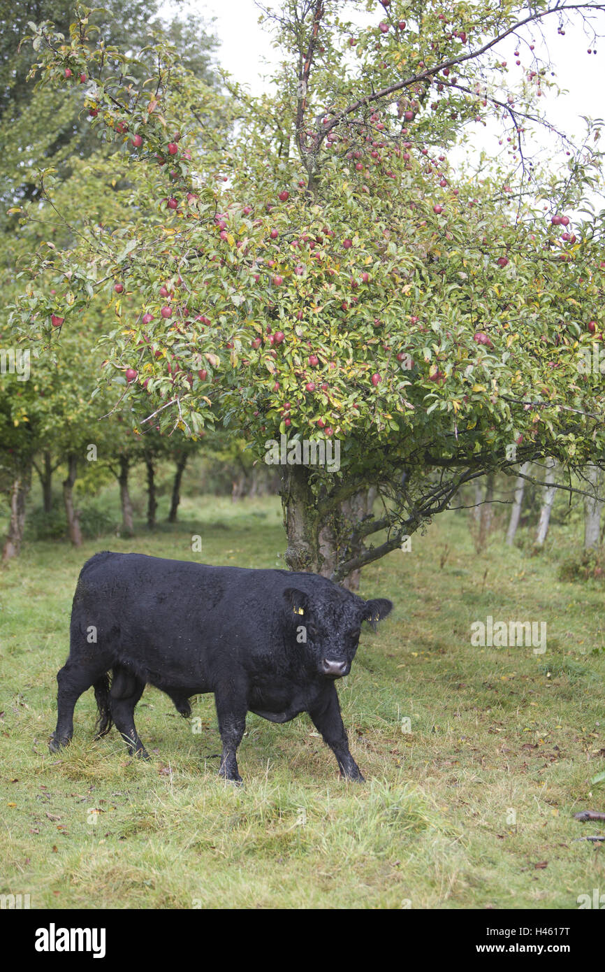 Fruit Cortex High Resolution Stock Photography and Images - Alamy