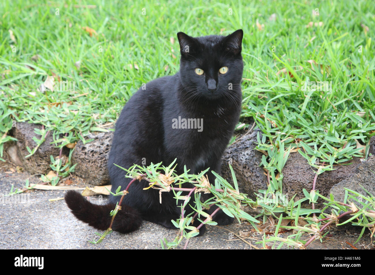 Cat outside hi-res stock photography and images - Alamy