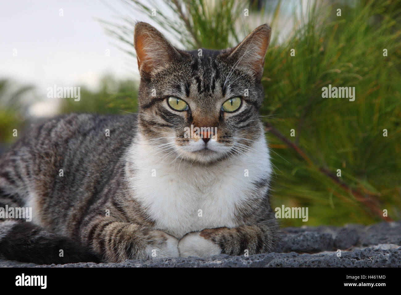 House cat, outside Stock Photo - Alamy