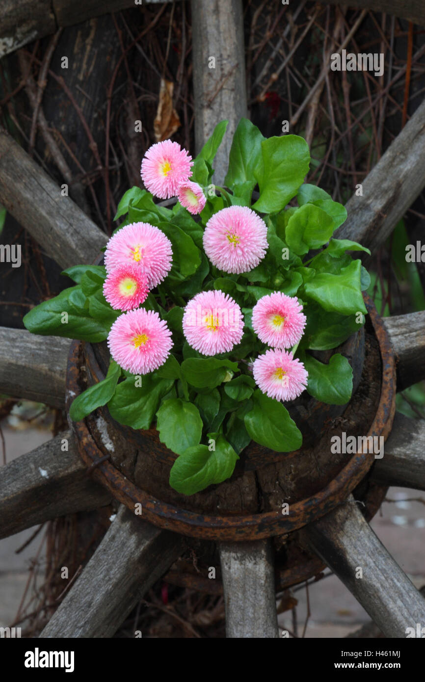 Cartwheel flowers hi-res stock photography and images - Alamy