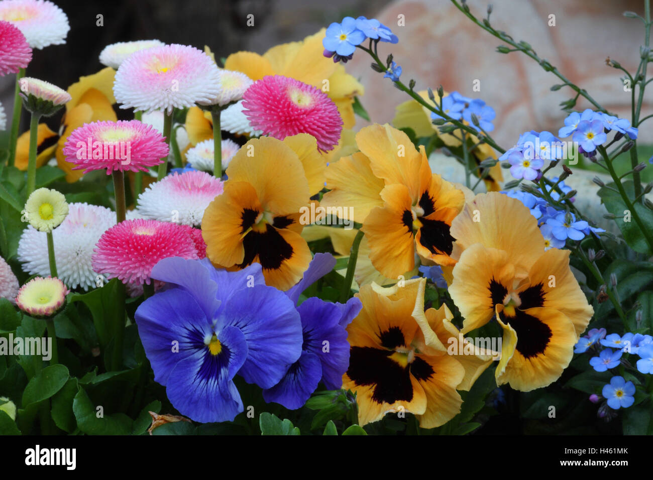 Pansies, daisies and forget-me-not Stock Photo - Alamy