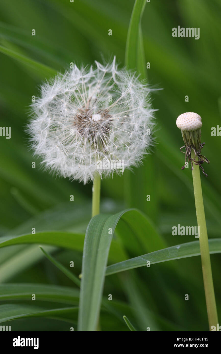 Dandelion puffs hi-res stock photography and images - Alamy