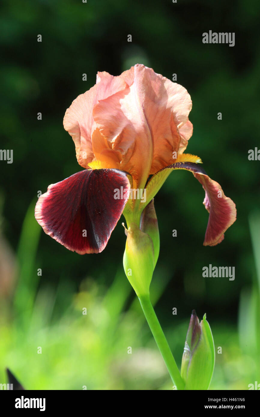 German Iris Iris Germanica Close High Resolution Stock Photography and ...