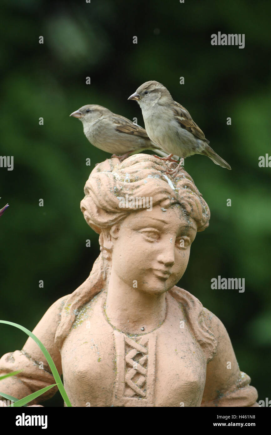House sparrows on garden figure Stock Photo - Alamy