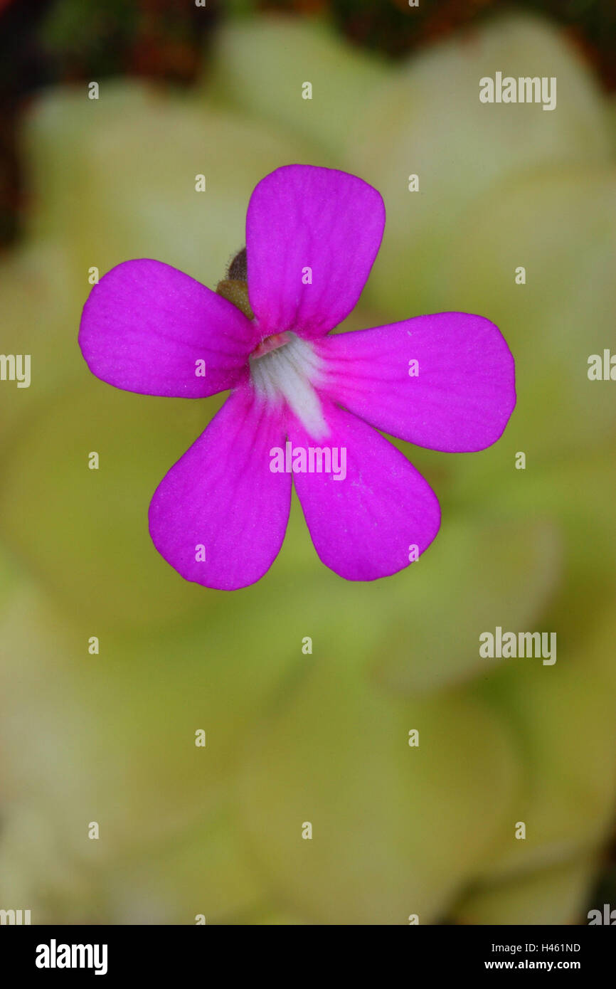 Bold herb, Pinguicula spec Stock Photo - Alamy