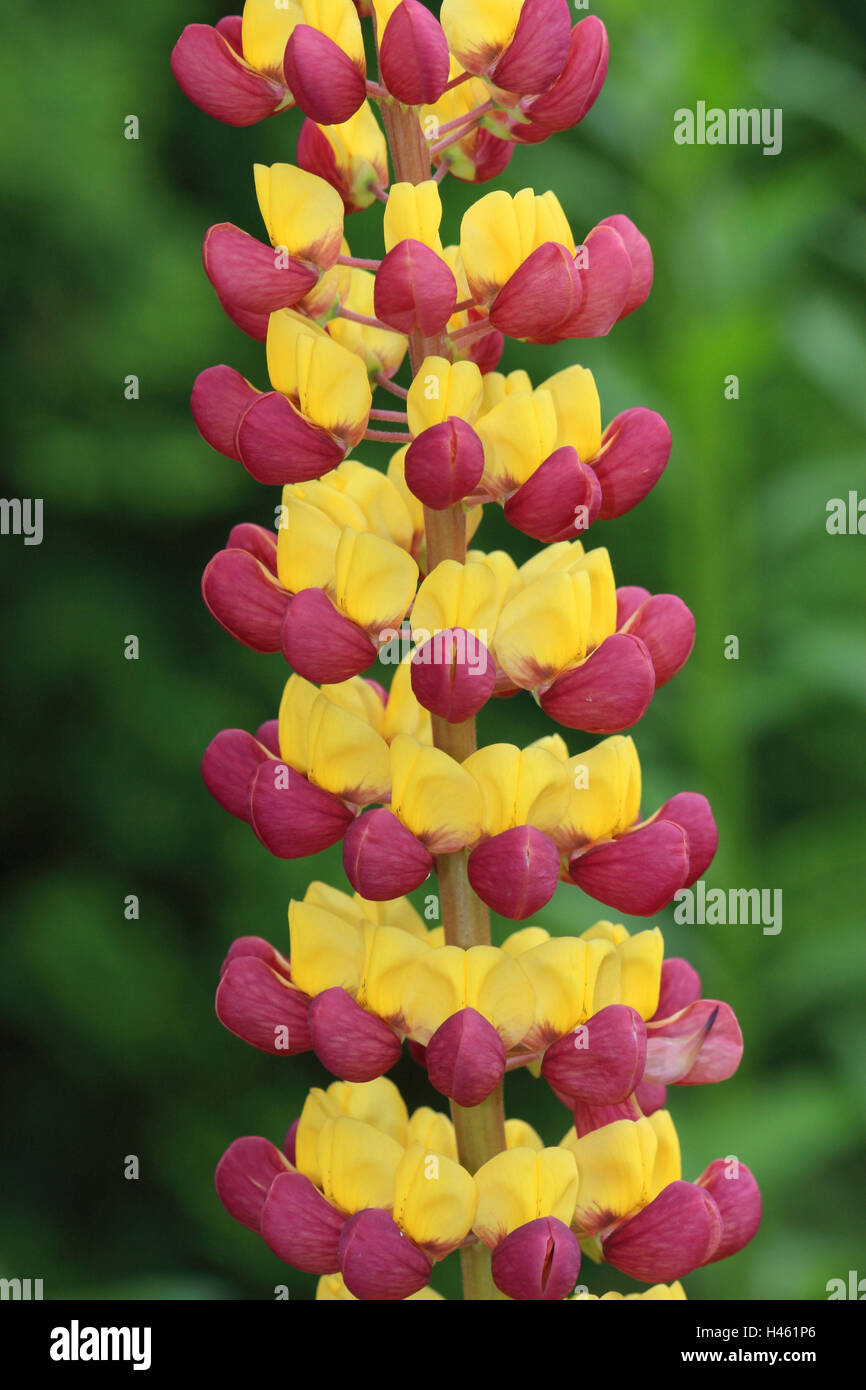 Lupinus Bicolor High Resolution Stock Photography and Images - Alamy