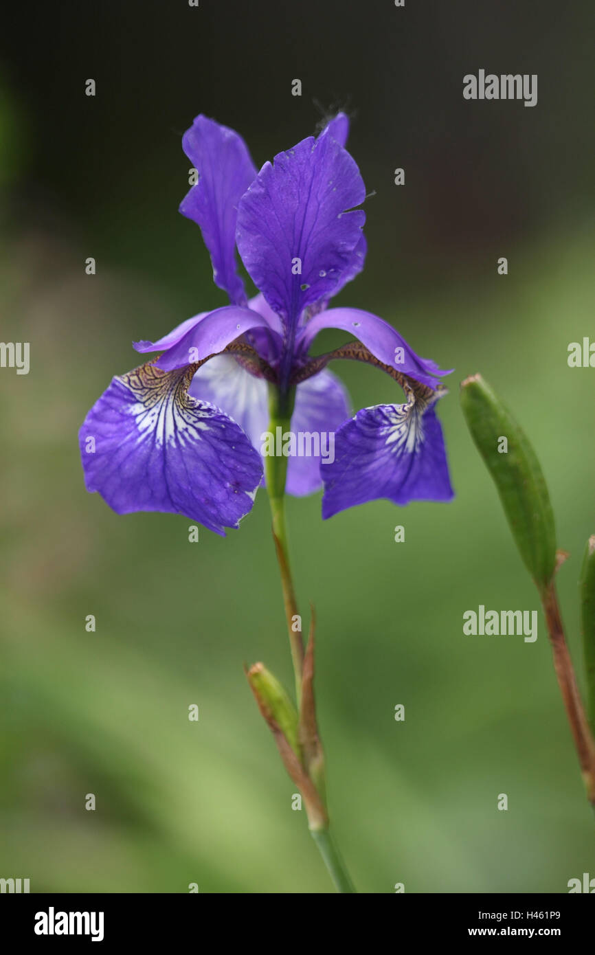 Close up siberian iris iris sibirica hi-res stock photography and ...