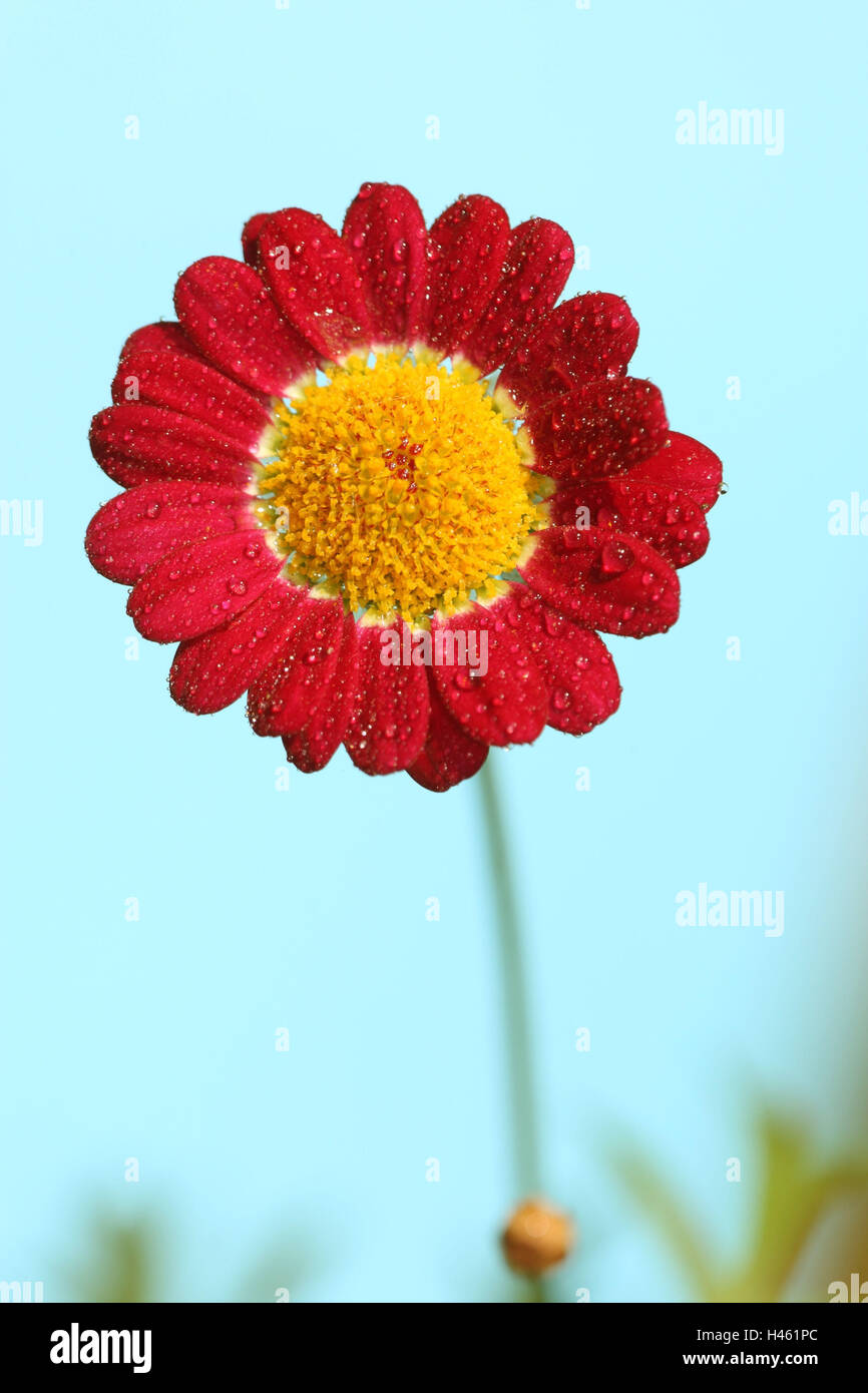 Margerite hi-res stock photography and images - Alamy