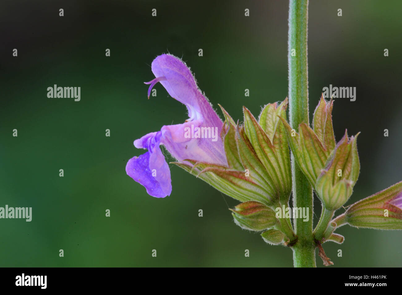 Real sage, Salvia officinalis Stock Photo - Alamy