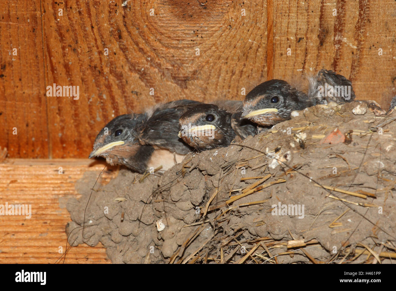 Young swallows in the nest Stock Photo - Alamy