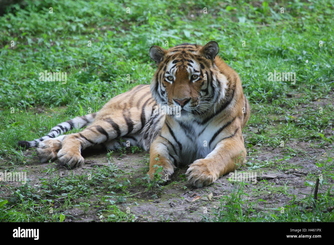 Siberian tiger, Panthera tigris altaica Stock Photo - Alamy