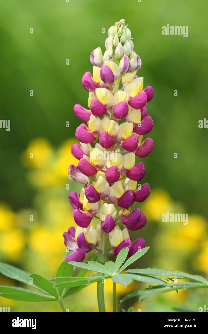 Lupin, Lupinus spec Stock Photo - Alamy