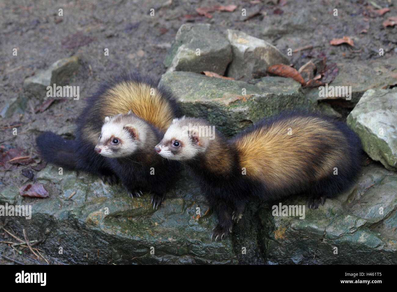 Ferrets hi-res stock photography and images - Alamy