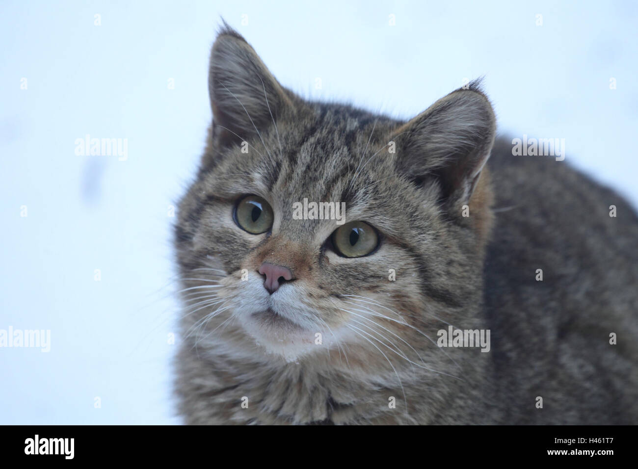 Wildcat in the snow Stock Photo - Alamy