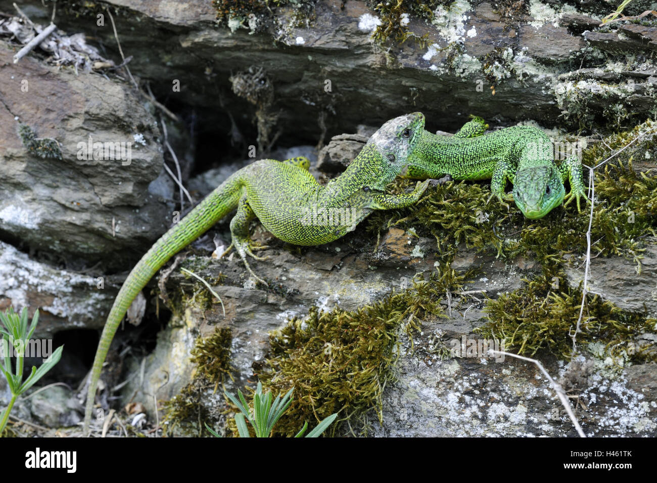 Lizards mating High Resolution Stock Photography and Images - Alamy